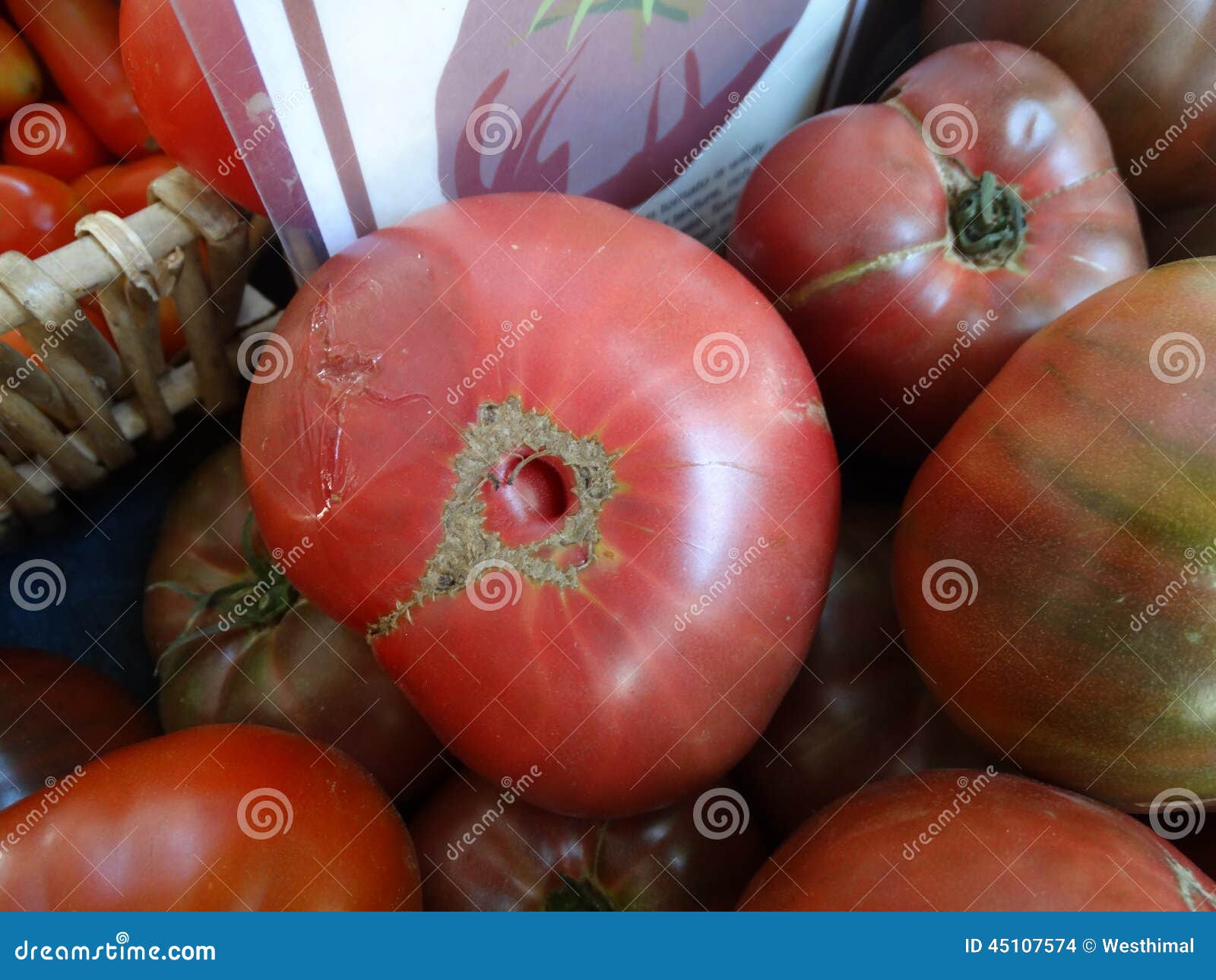Cherokee purpurrote Tomate stockfoto. Bild von früchte - 45107574