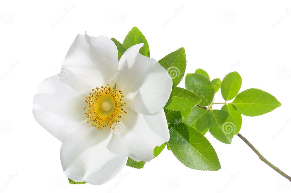 Cherokee Rose Flower stock photo. Image of vine, rosa - 24032080