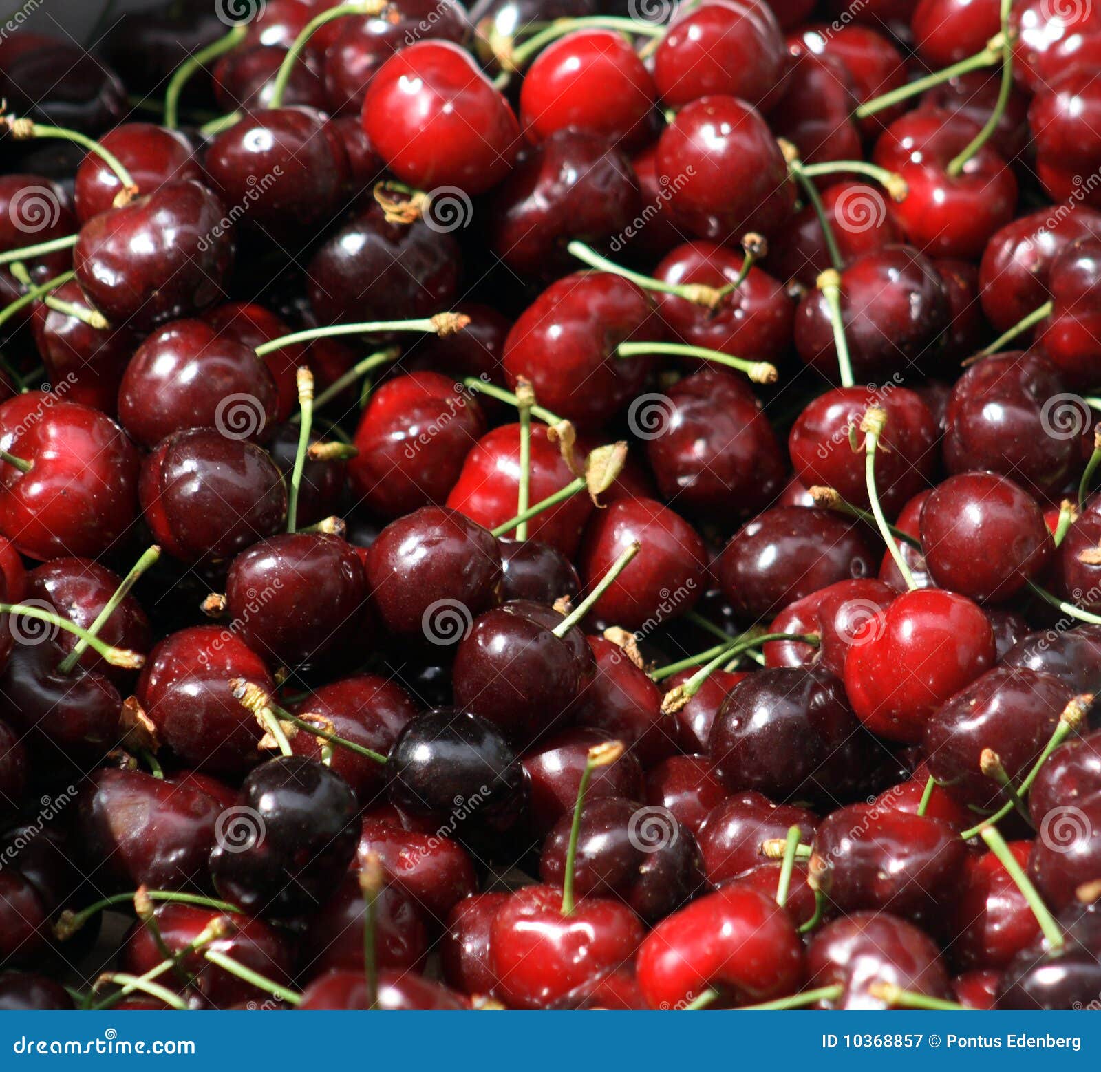 Cherries stock image. Image of summer, organic, cherries - 10368857