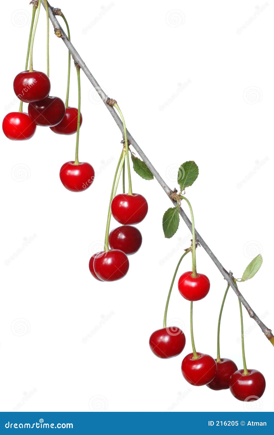 Cherries stock image. Image of garden, diet, leaves, sweets - 216205