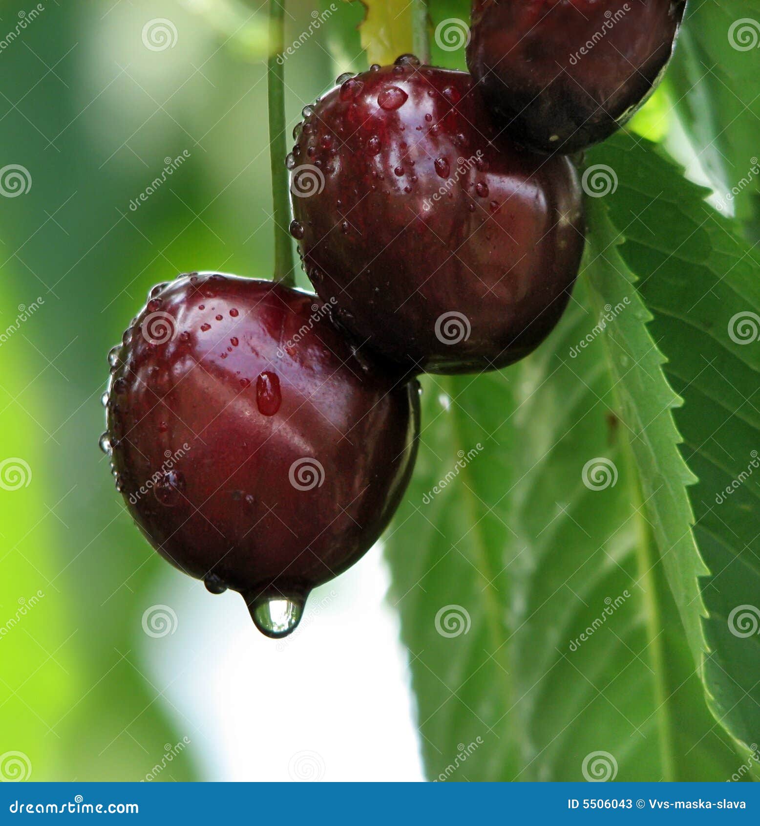 Three Delicious Sweet Cherries Stock Image - Image of summer ...