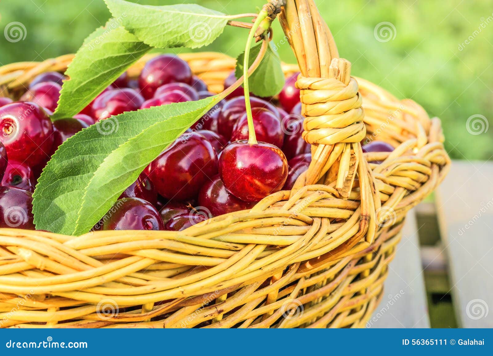 Cherries in a Basket in the Evening Sun Stock Image - Image of ripe ...