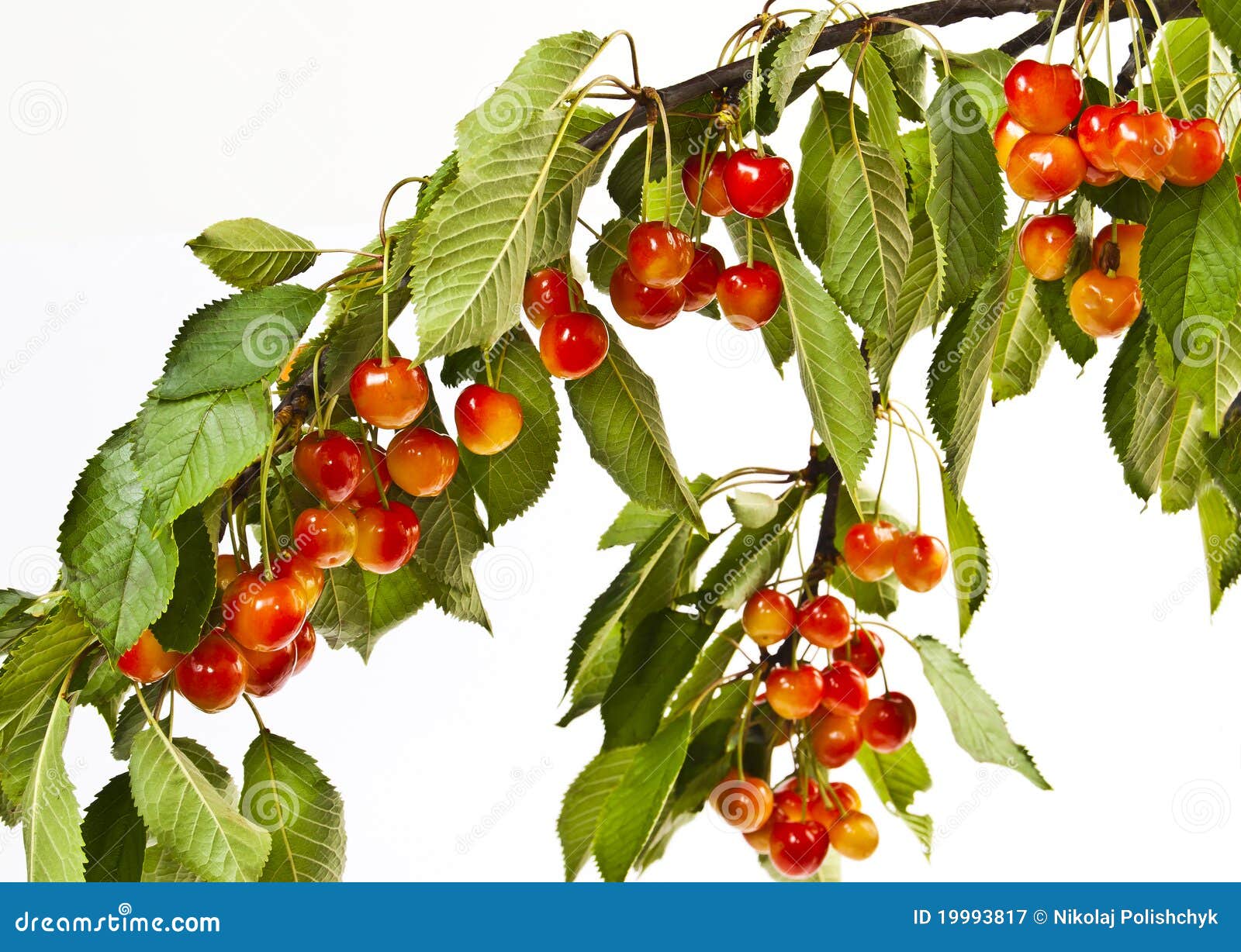 Cherries on the branch. stock image. Image of cherry - 19993817