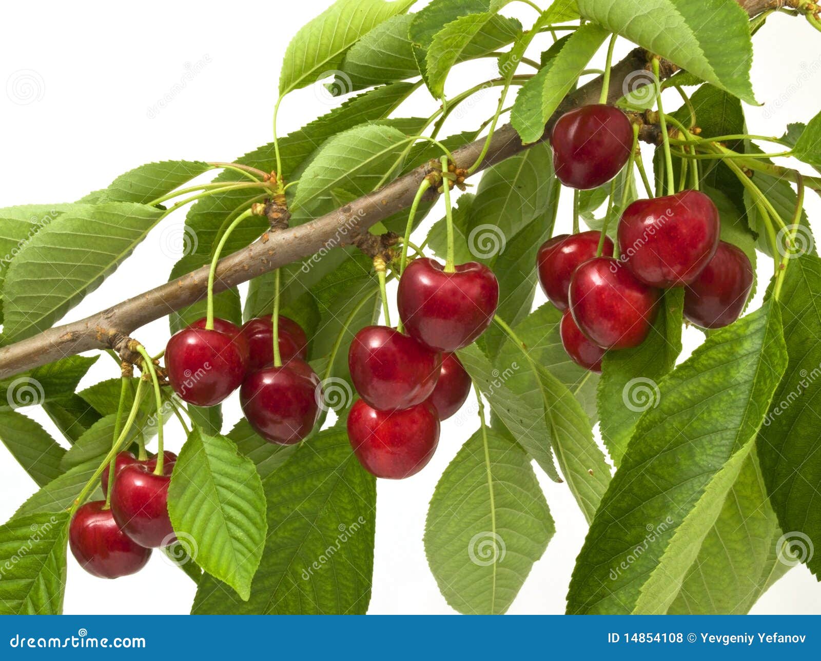 Cherries on the Branch of a Large Stock Photo - Image of branch, cherry ...