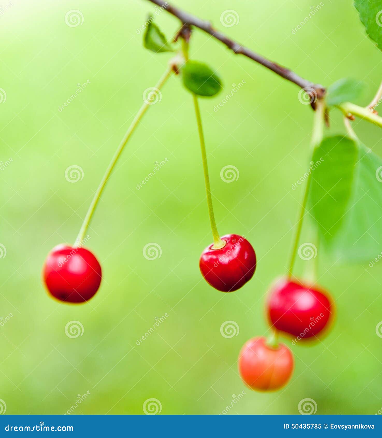 Cherries on the branch stock image. Image of leaf, cherry - 50435785