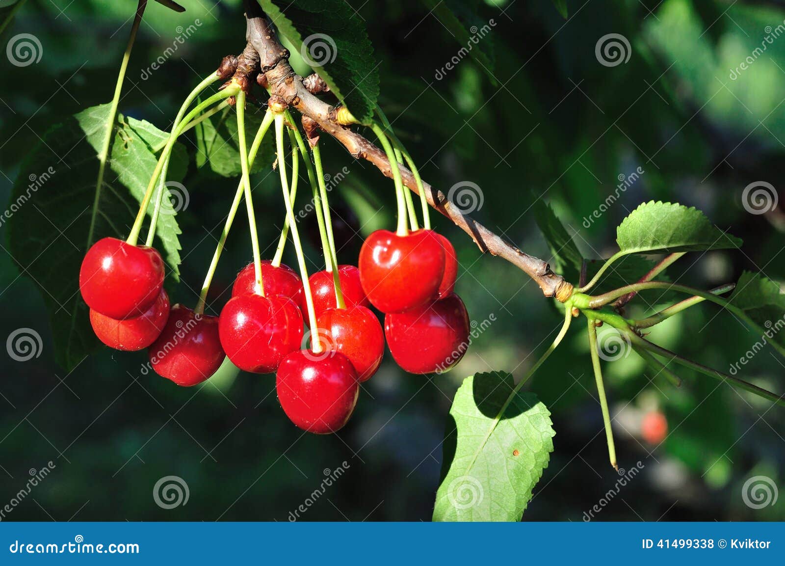 Cherries on a Cherry Tree Branch Stock Photo - Image of seed, cherry ...