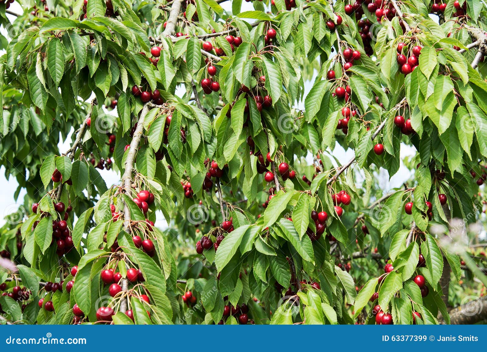Cherries on cherry tree. stock image. Image of food, bunch - 63377399