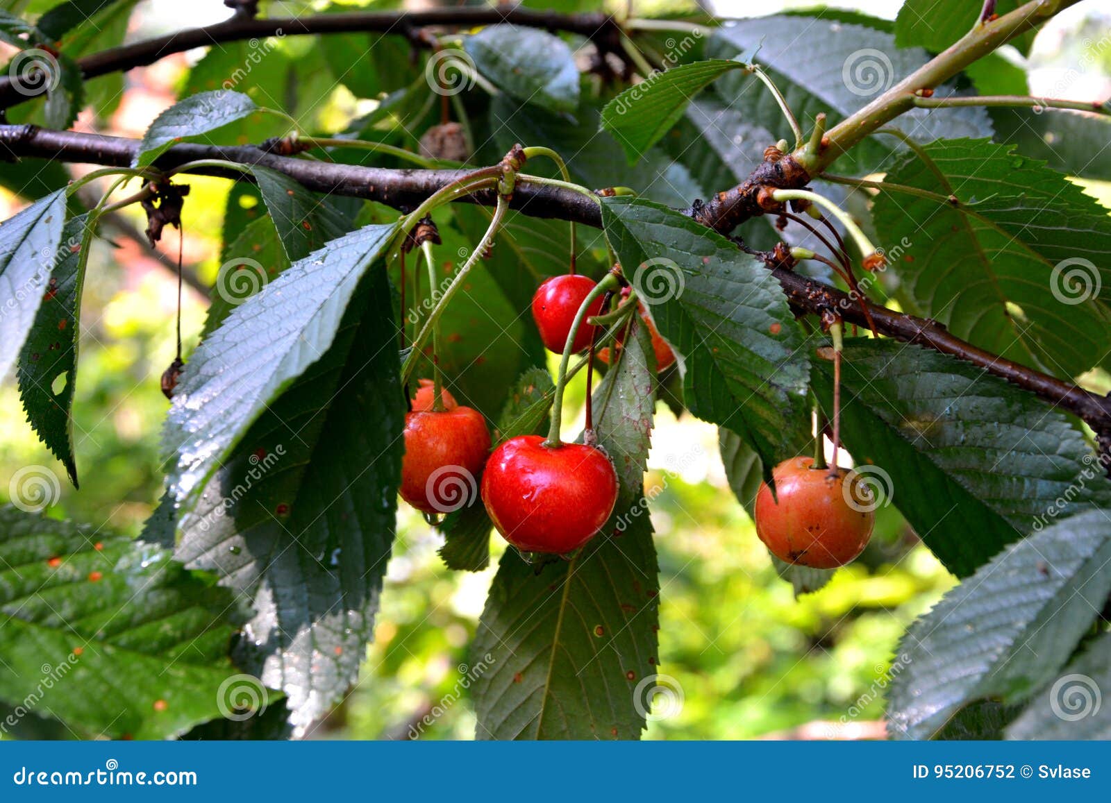 Cherries in a Cherry Tree. Water Drops. Stock Photo - Image of grass ...