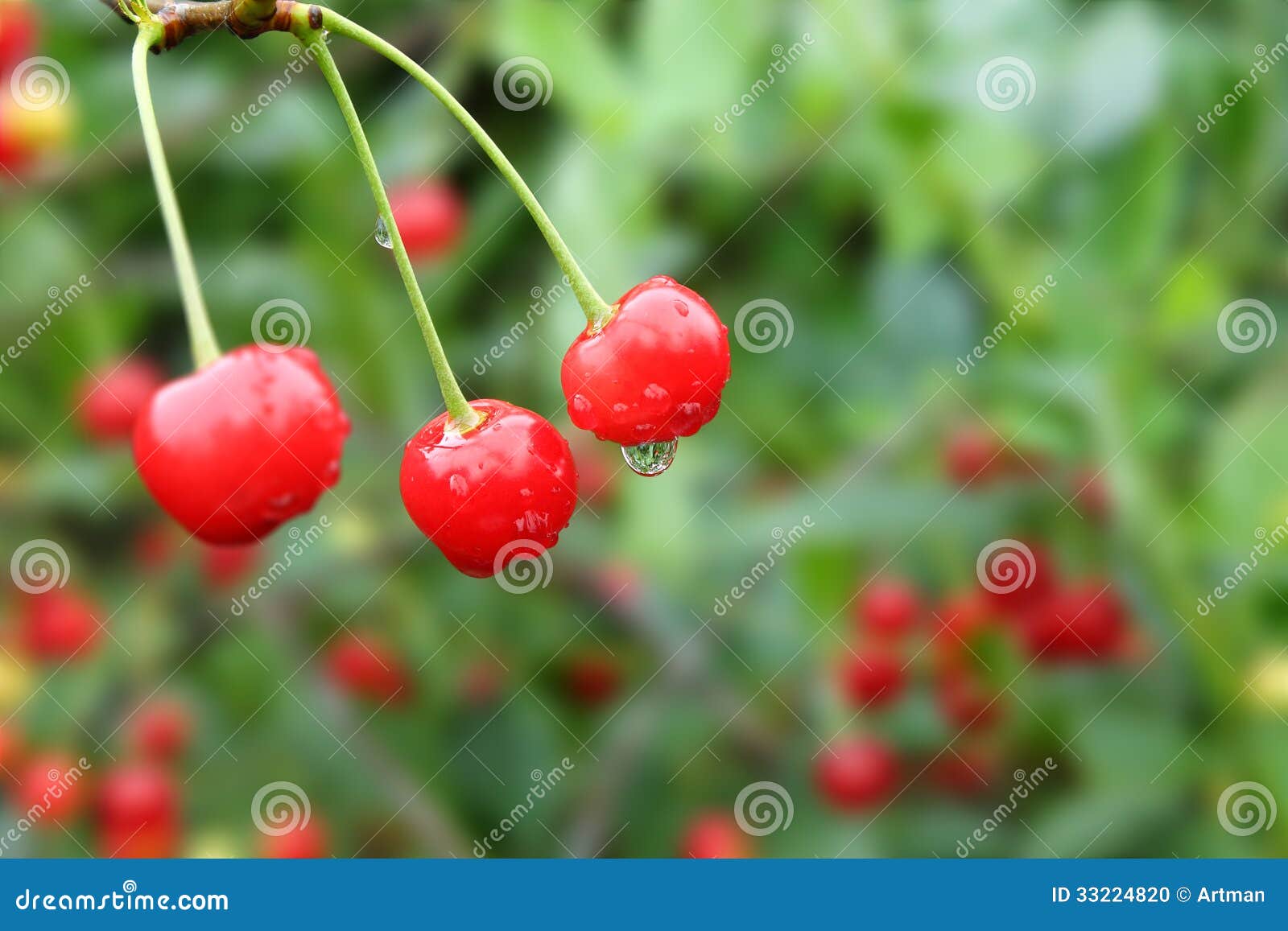 Cherries with Droplets on Green Background Stock Photo - Image of drop ...