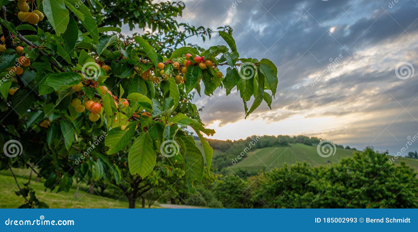 Cherries at a Fruit Tree with Clouds in the Sky Stock Image - Image of ...