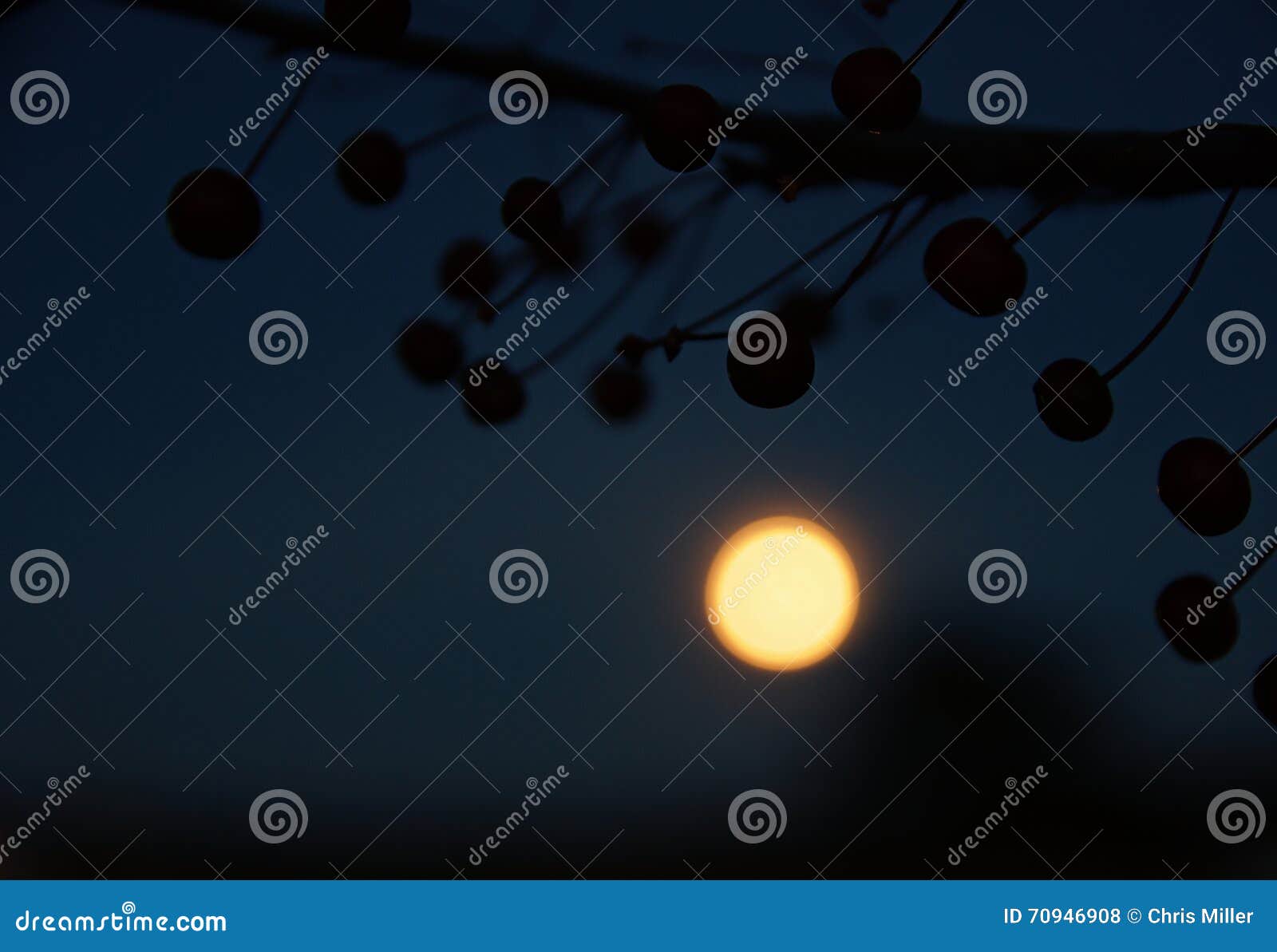 Cherries at Full Moon stock photo. Image of moon, cherries - 70946908