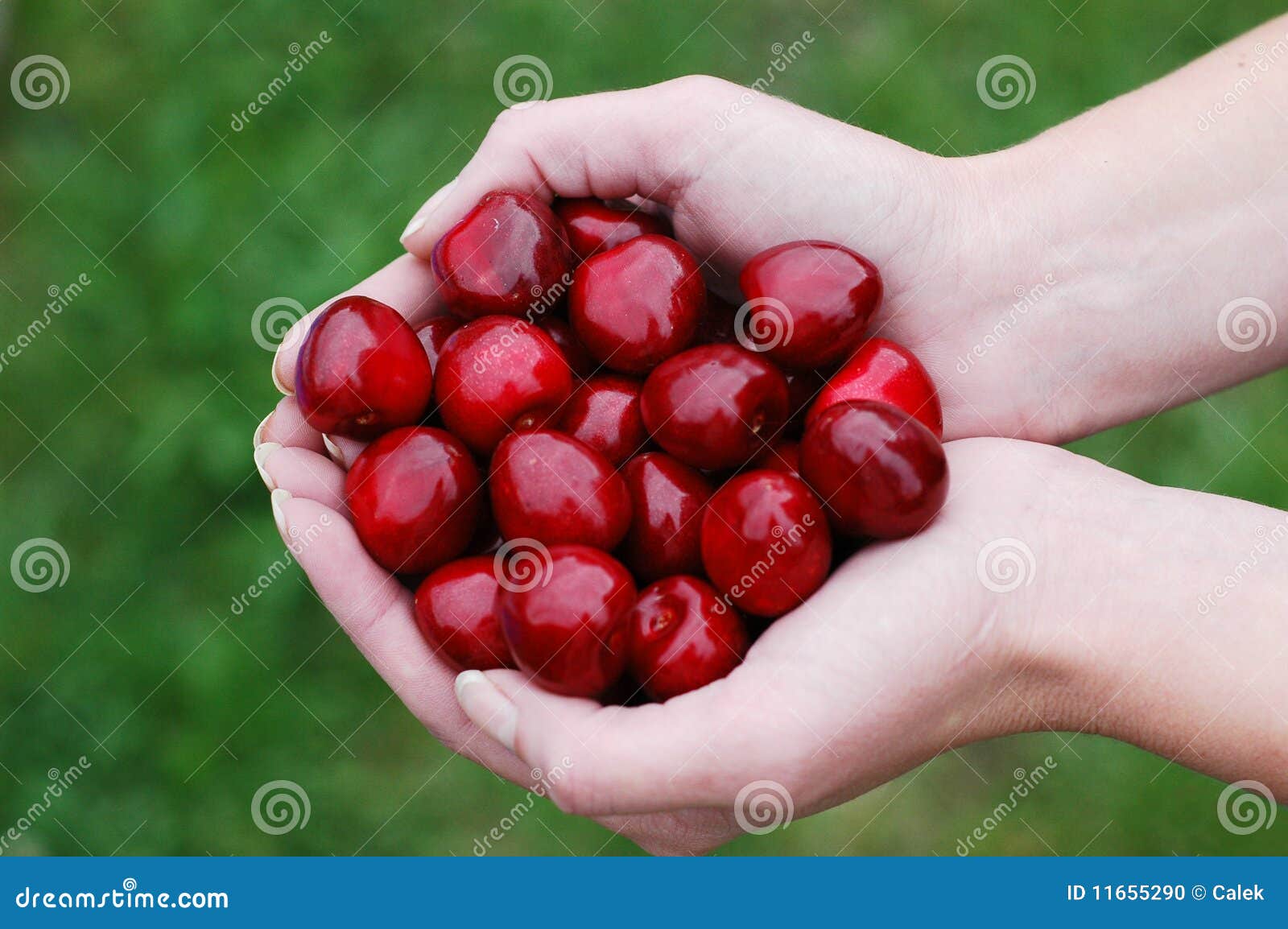 Cherries and hand stock photo. Image of fresh, crimson - 11655290