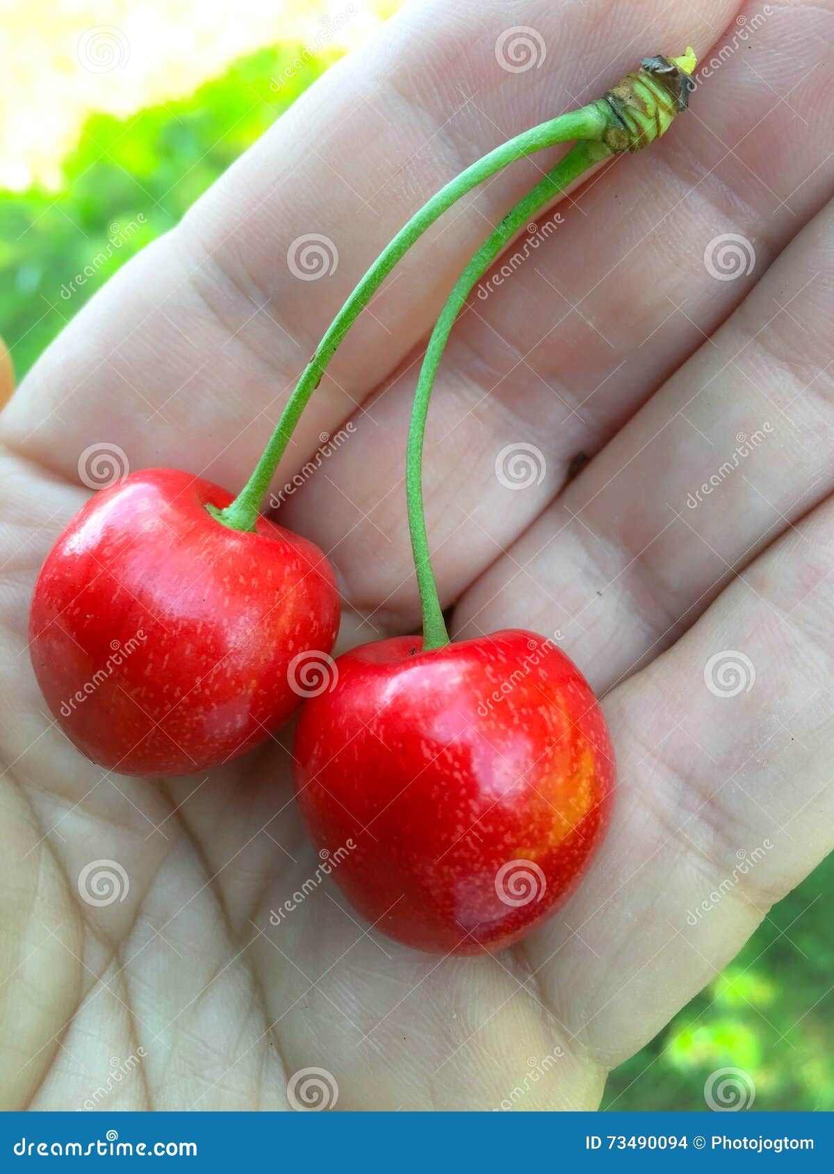 Cherries in the hand stock photo. Image of garden, healthy - 73490094