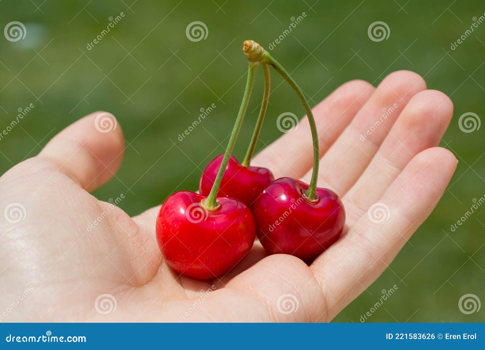 Cherries in Hand stock photo. Image of produce, flower - 221583626