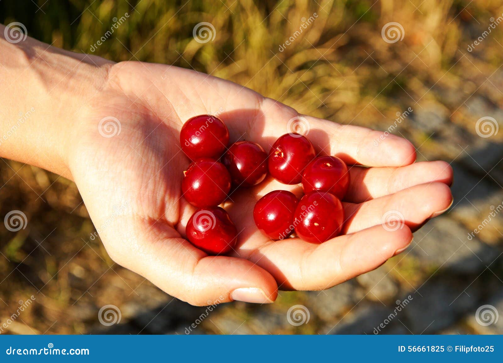 Cherries in hand stock image. Image of form, cherry, country - 56661825