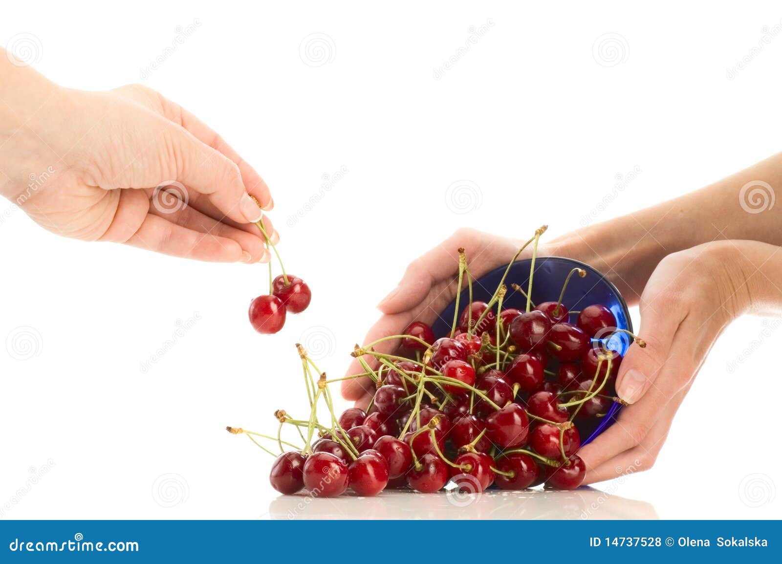 Cherries in hands stock photo. Image of gourmet, wellbeing - 14737528