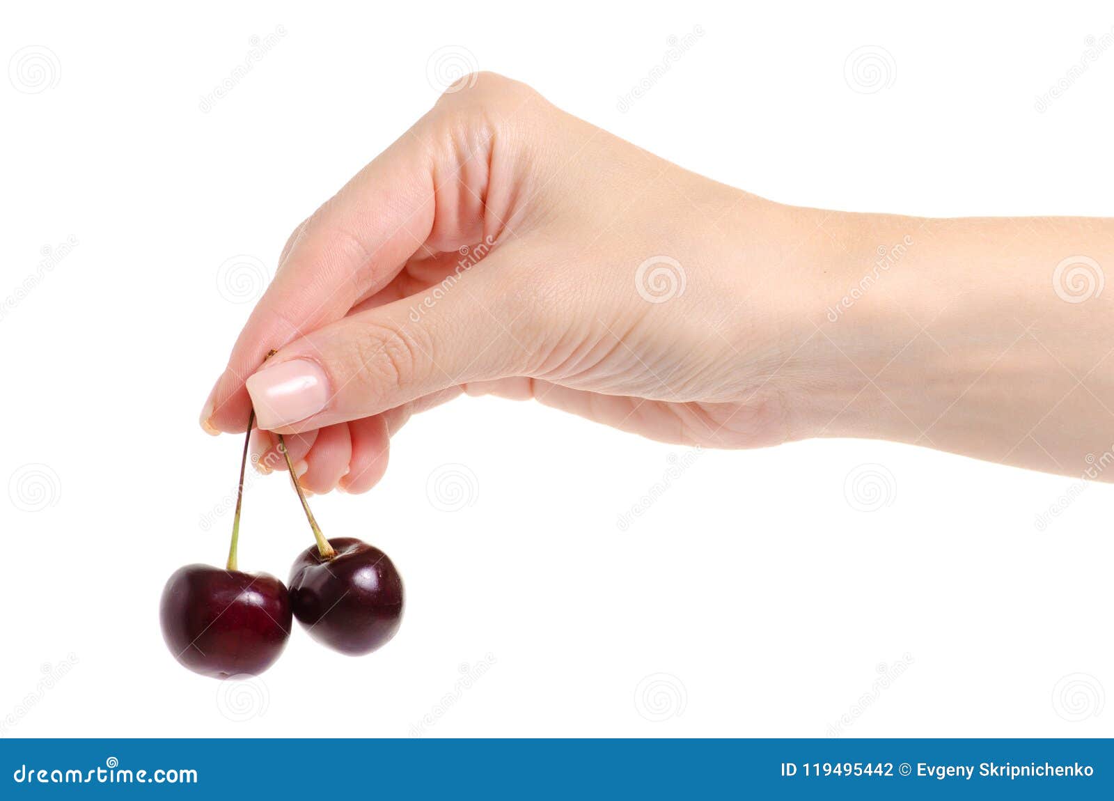 Cherries in hands stock photo. Image of natural, bright - 119495442