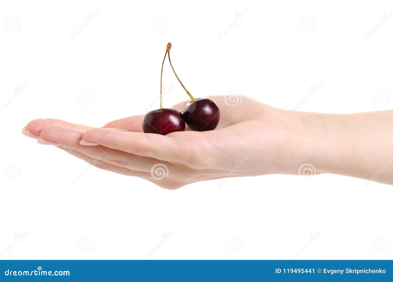 Cherries in hands stock image. Image of delicious, fresh - 119495441