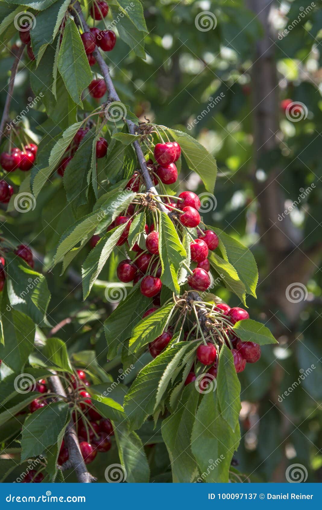 Cherries Hanging Cherry Tree Stock Image - Image of green, hanging ...
