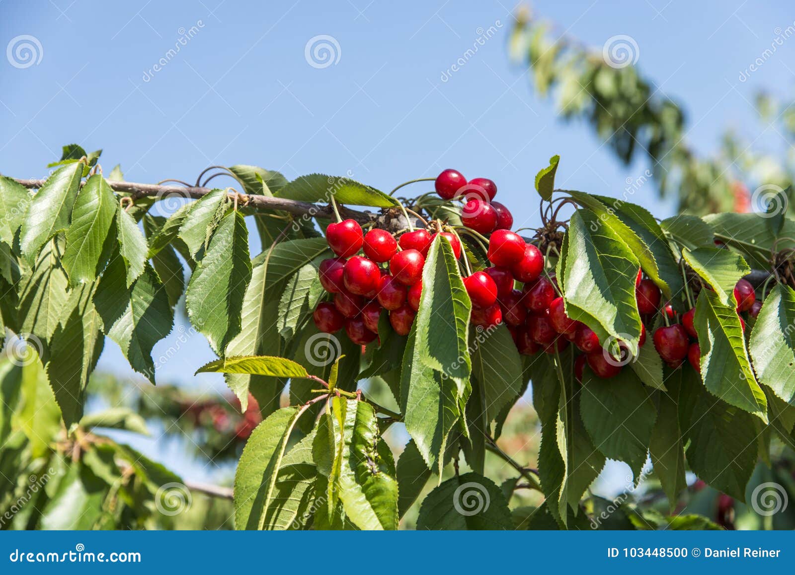 Cherries Hanging Cherry Tree Stock Photo - Image of plant, nature ...