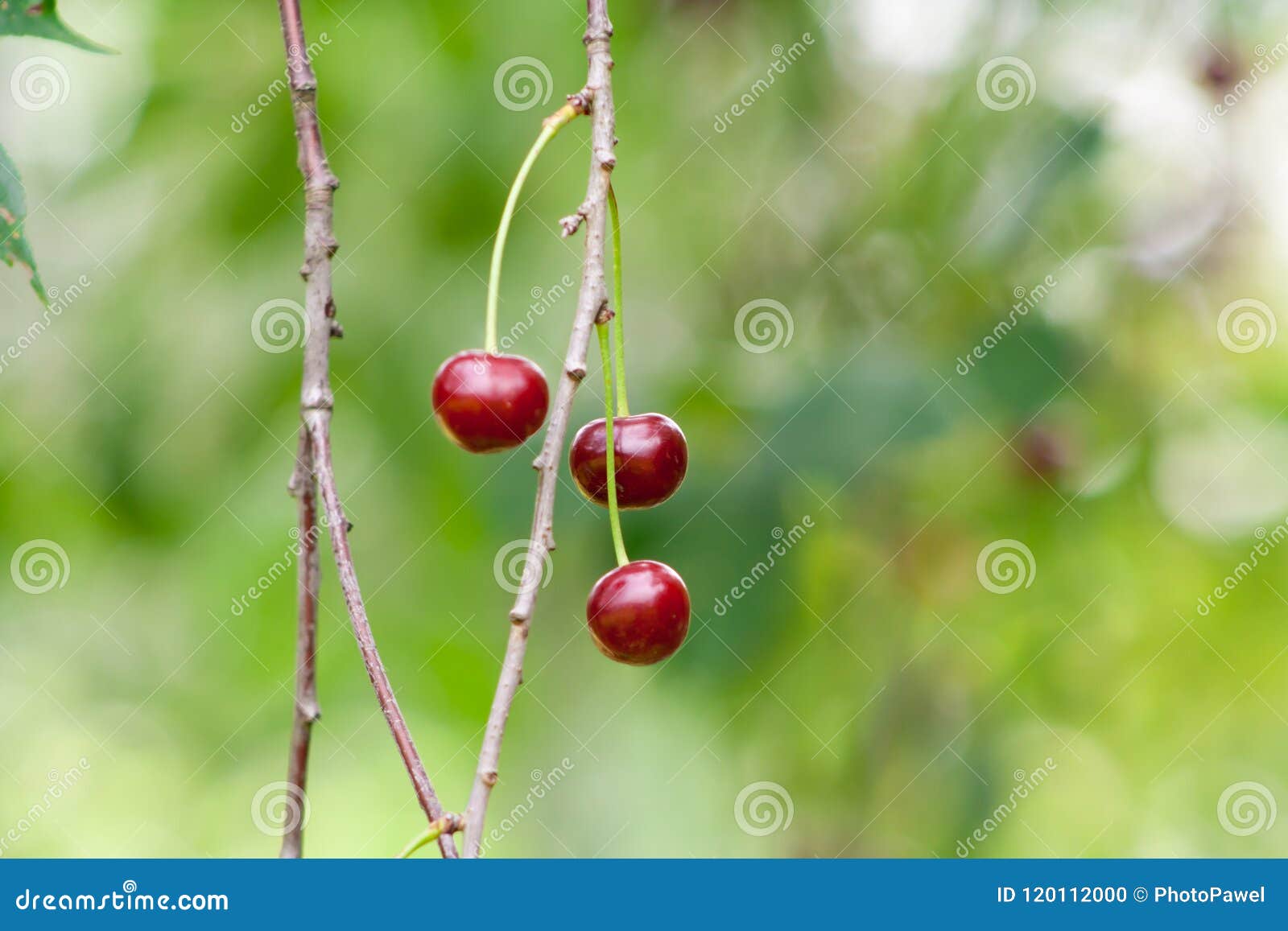 Cherries Hanging on a Cherry Tree Stock Photo - Image of closeup, plant ...