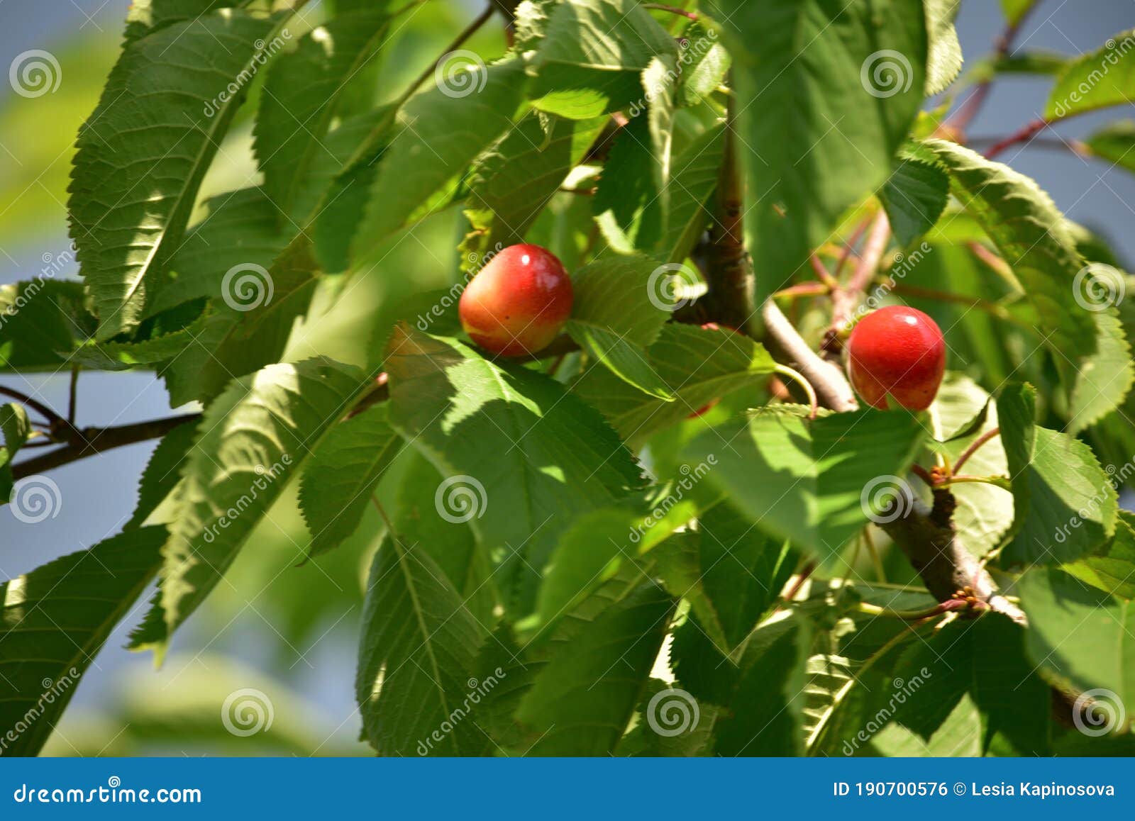 Cherries Hanging on a Cherry Tree Branch Stock Photo - Image of juicy ...