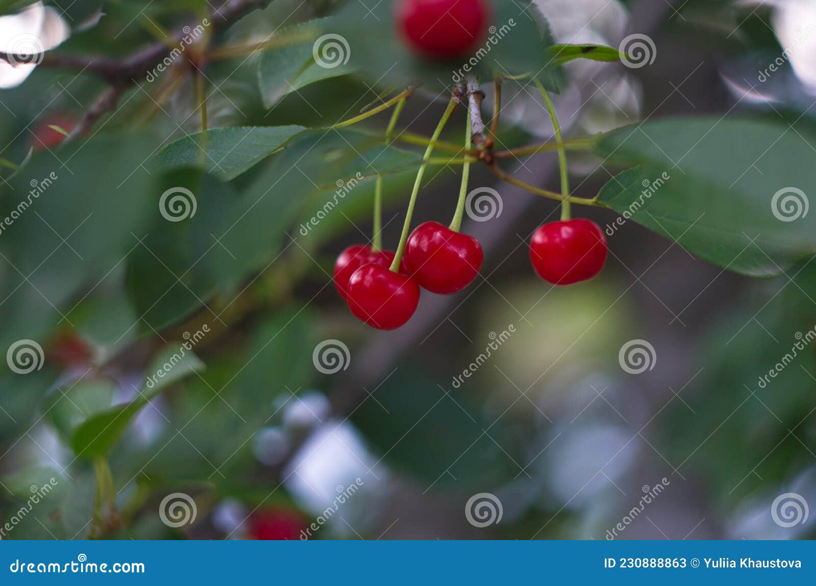 Cherries Hanging on a Cherry Tree Branch Stock Image - Image of ...