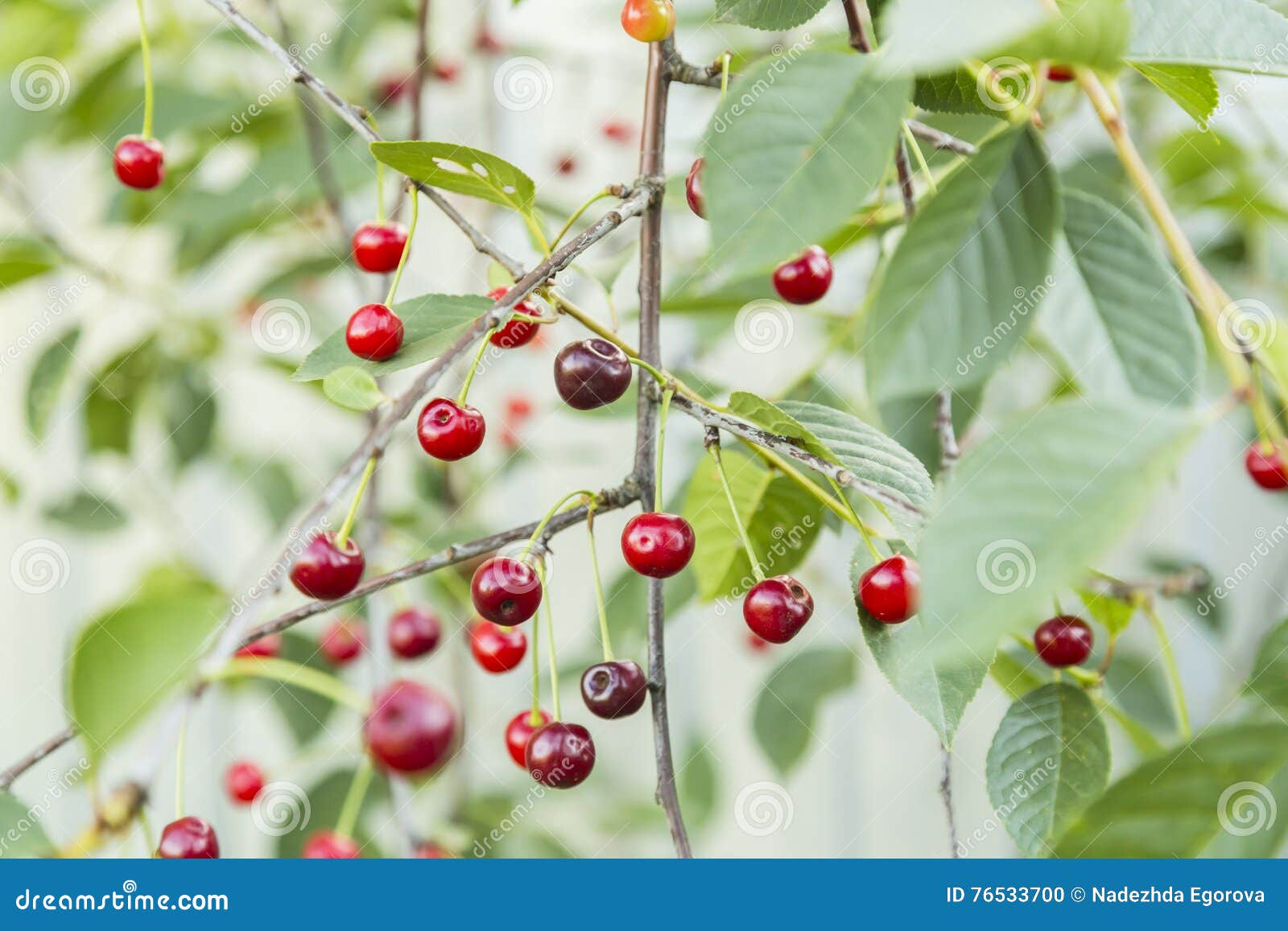 Cherries Hanging on a Cherry Tree Branch Stock Photo - Image of bunch ...