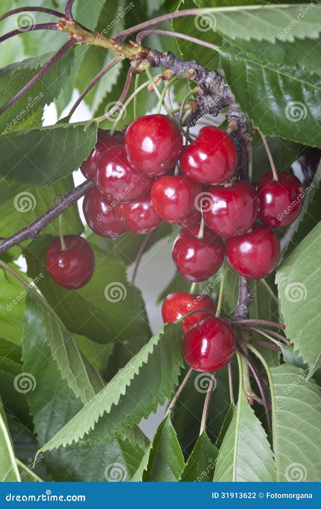 Cherries Hanging on Tree with Leaves Stock Photo - Image of fruit ...