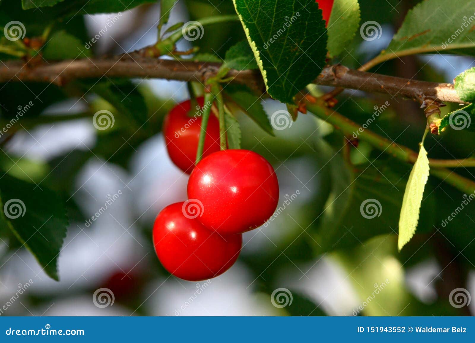 Cherries, Kirschen,Rote Kirschen Stock Photo - Image of growing, branch ...