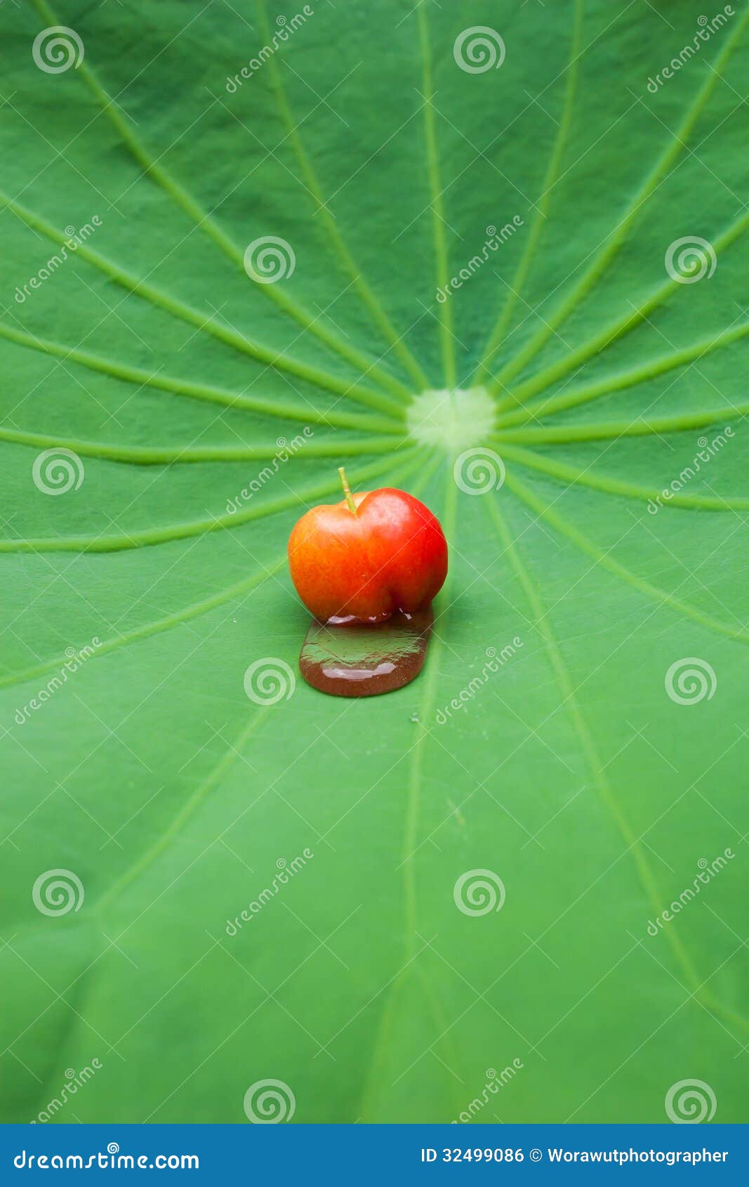 Lolloped Stock Photos - Free & Royalty-Free Stock Photos from Dreamstime