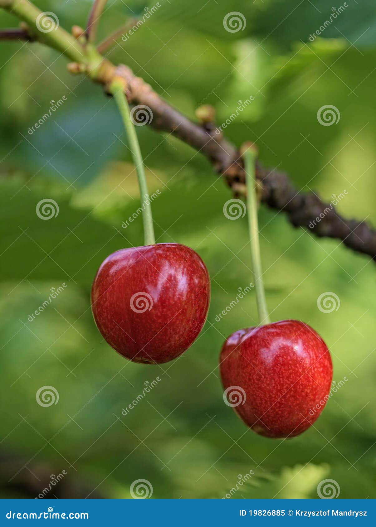 Cherries orchard stock image. Image of closeup, sweet - 19826885