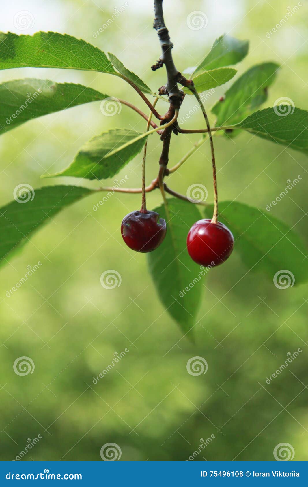 Cherries Parts of a branch stock photo. Image of fruit - 75496108