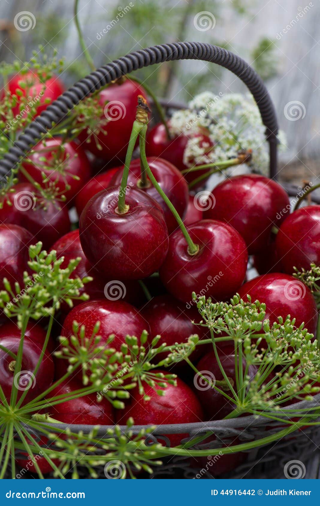 Cherries stock photo. Image of harvest, small, cherry - 44916442