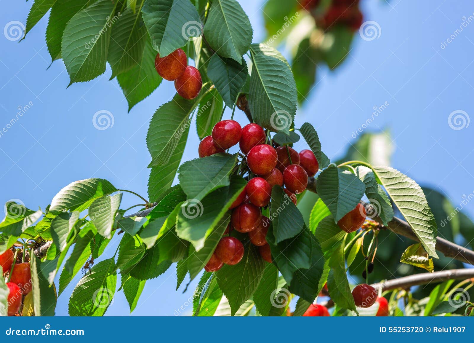 Cherries stock photo. Image of fruit, delicious, agriculture - 55253720