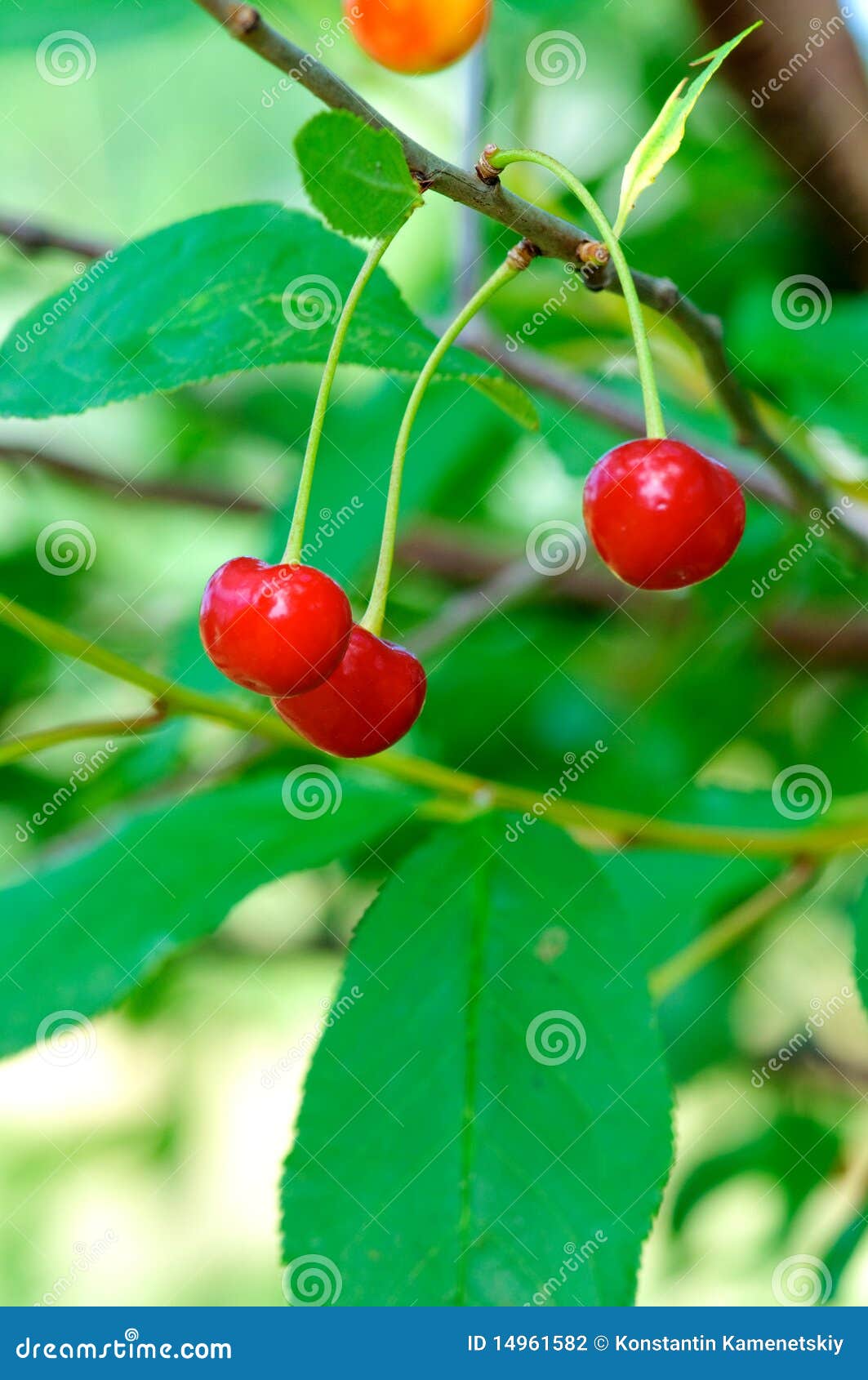 Cherries on Tree stock photo. Image of organic, fruit - 14961582