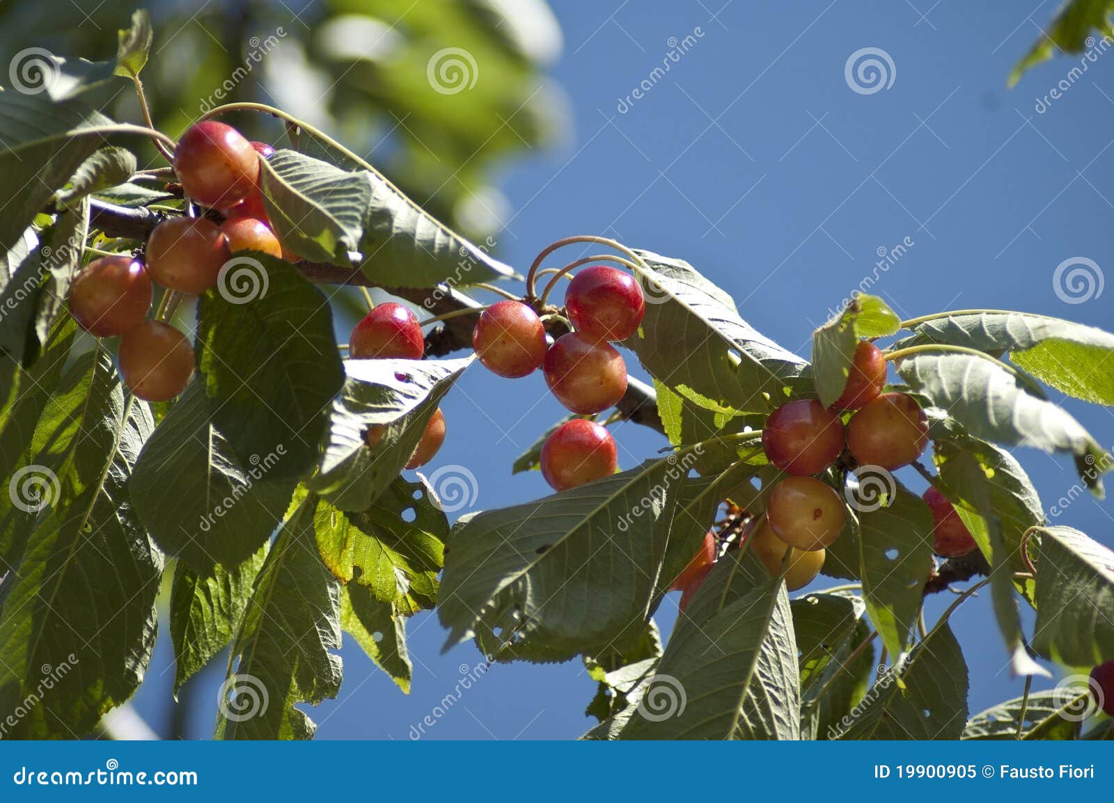 Cherries on a tree stock image. Image of fruit, food - 19900905
