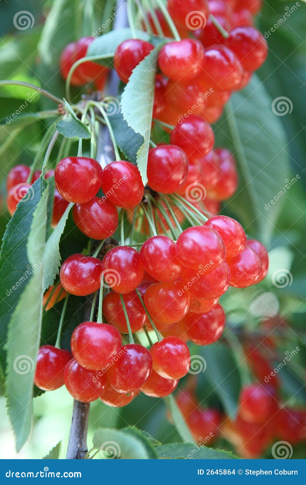 Cherries on Tree stock photo. Image of berry, fresh, nature - 2645864