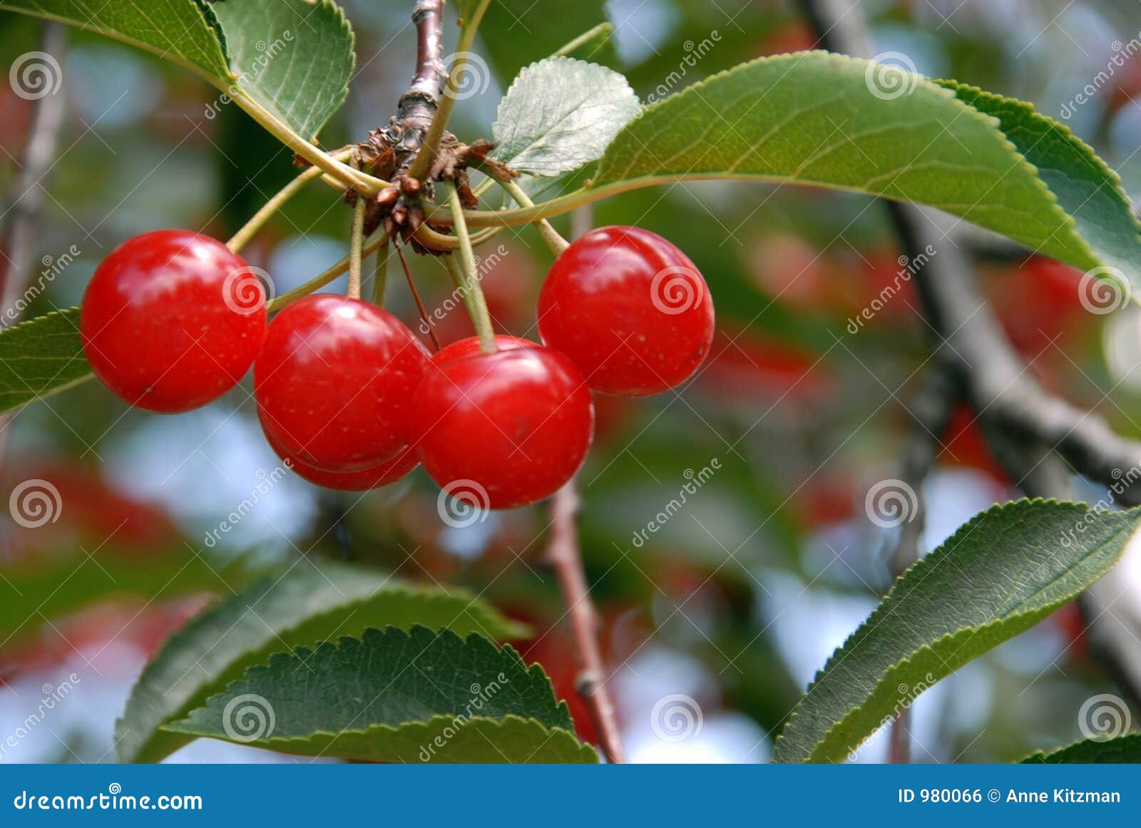 Cherries on the Tree stock photo. Image of juicy, green - 980066