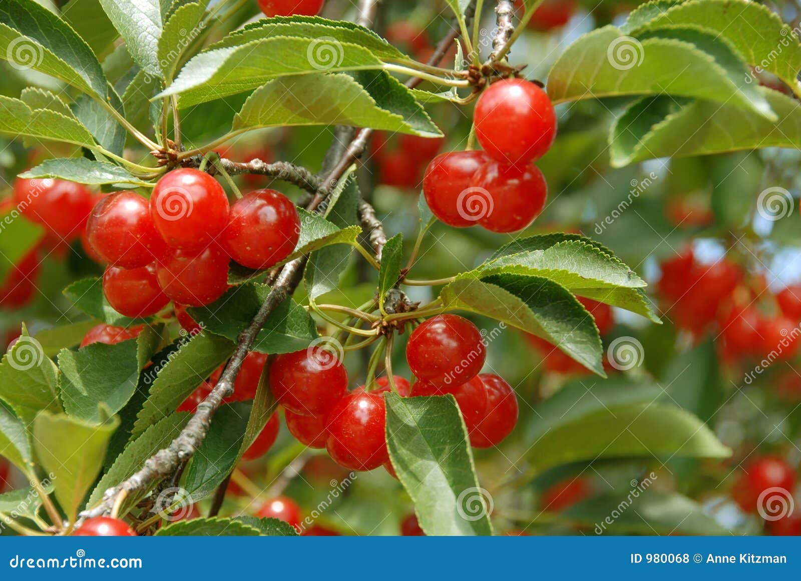 Cherries on the Tree stock photo. Image of harvest, leaves - 980068