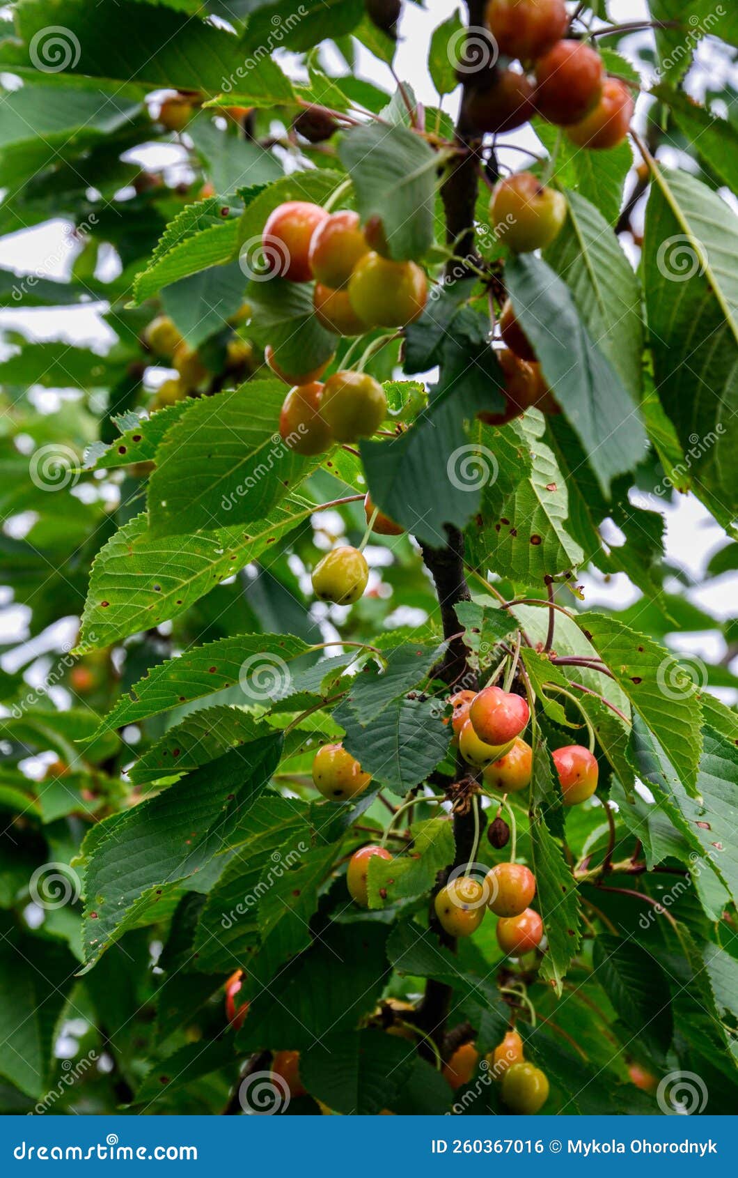 Cherries on tree branch stock photo. Image of green - 260367016