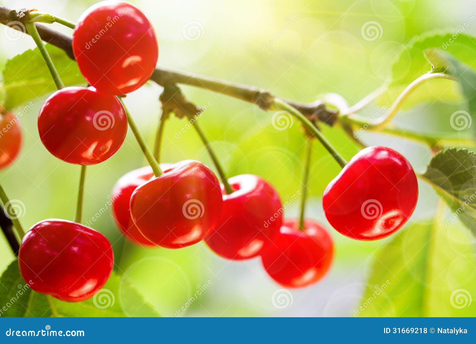 Cherries on a tree branch stock photo. Image of rural - 31669218