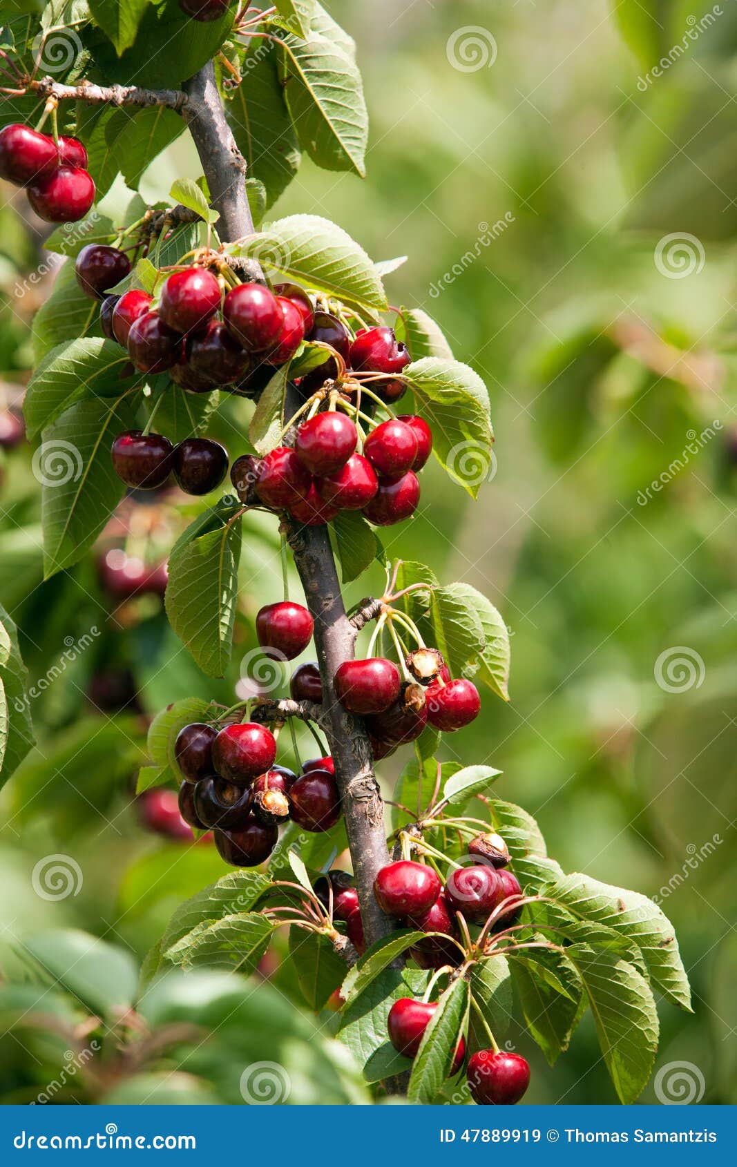 Cherries on a tree stock image. Image of cherries, healthy - 47889919