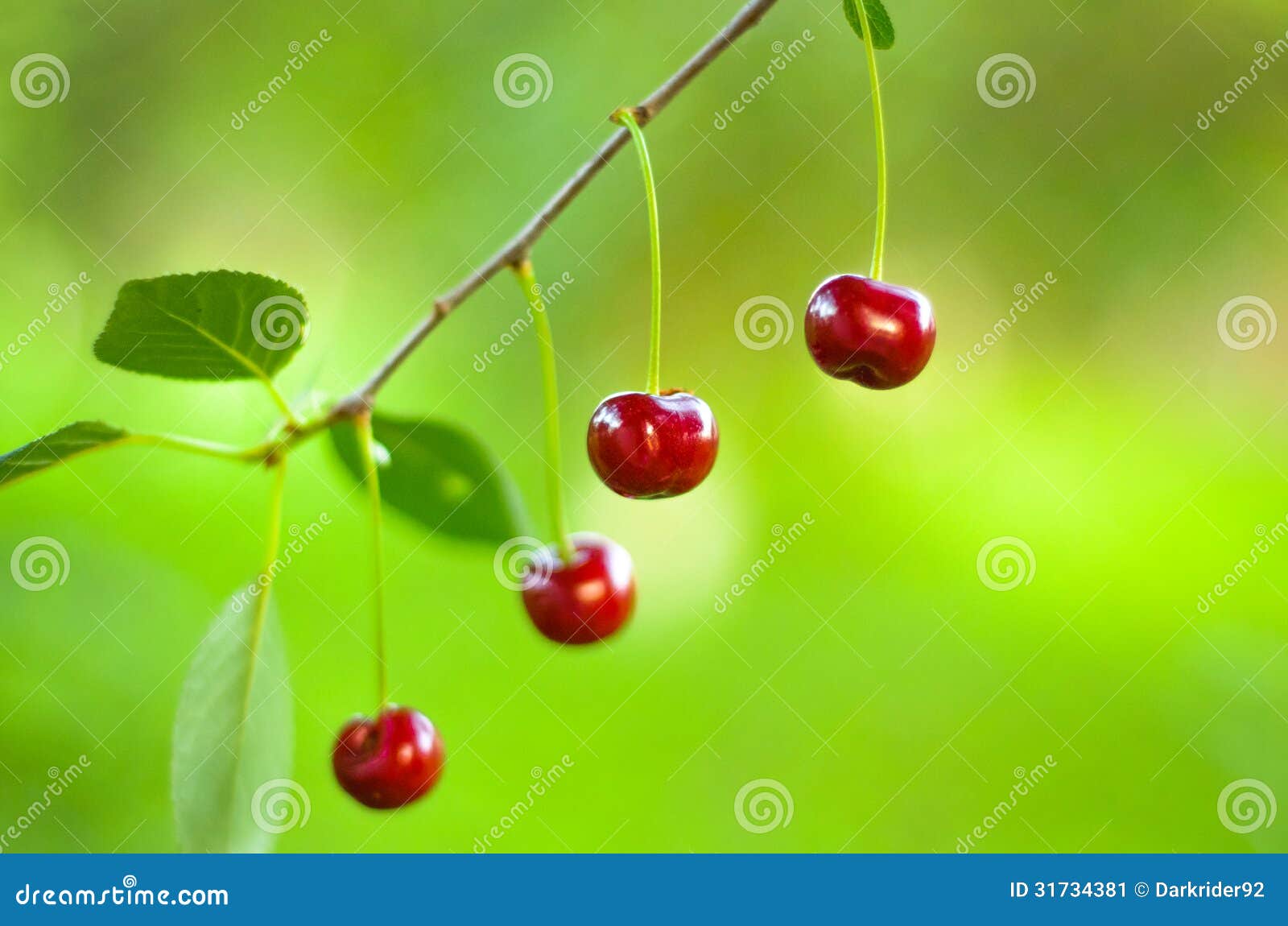 Cherries in the tree stock image. Image of field, side - 31734381