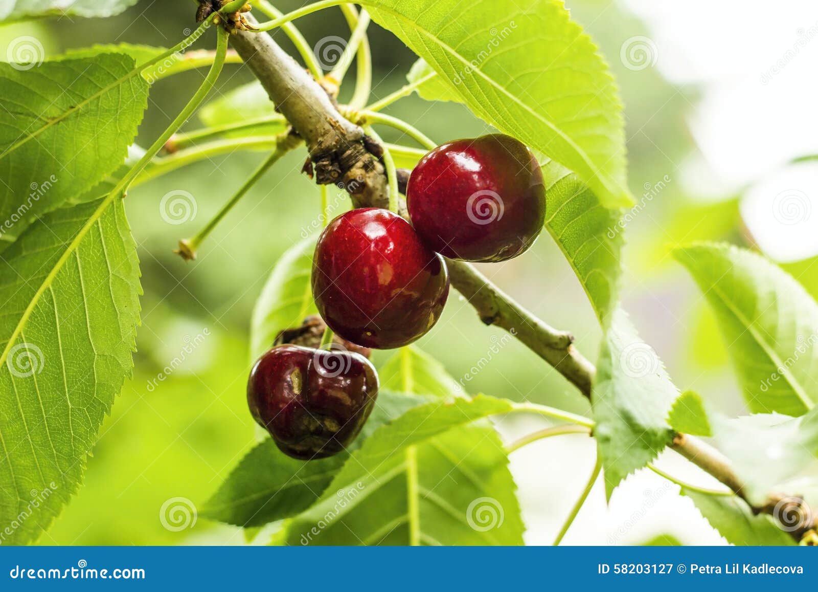 Cherries on tree stock image. Image of hanging, crop - 58203127
