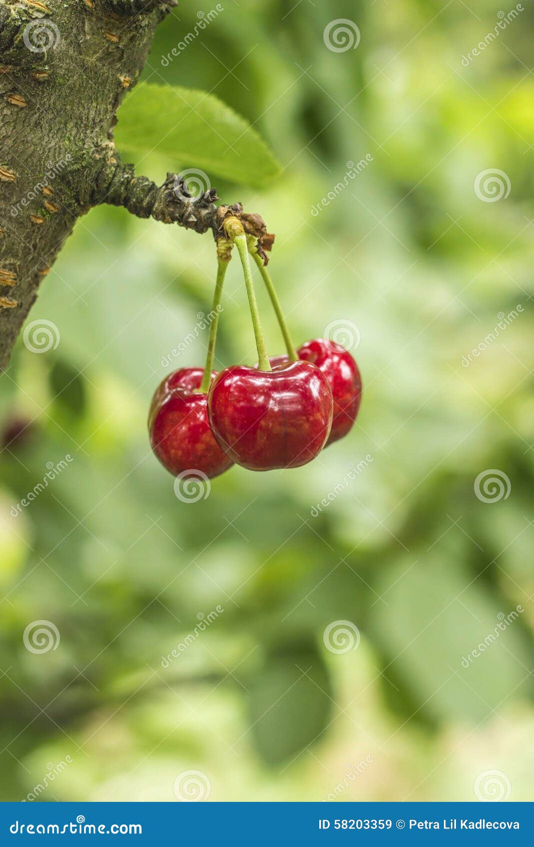 Cherries on tree stock image. Image of freshness, bunch - 58203359