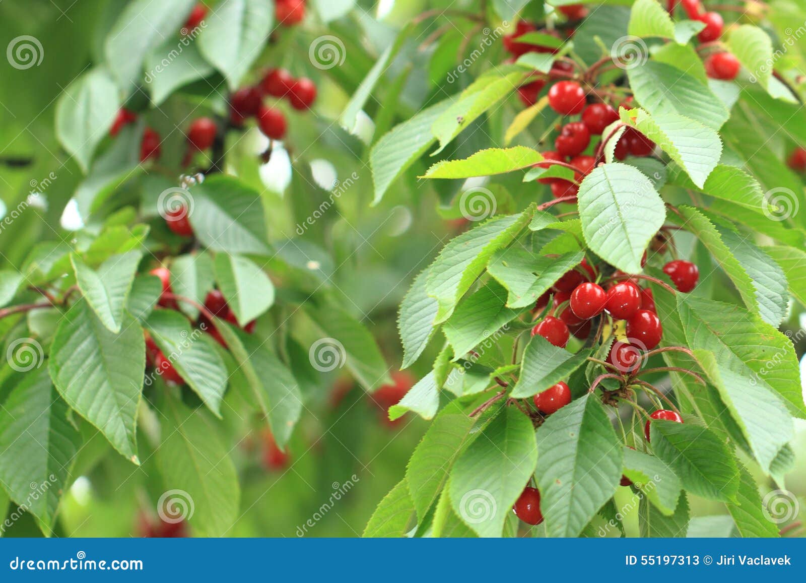 Wet Cherries On A Tree Branch Stock Image | CartoonDealer.com #25579561