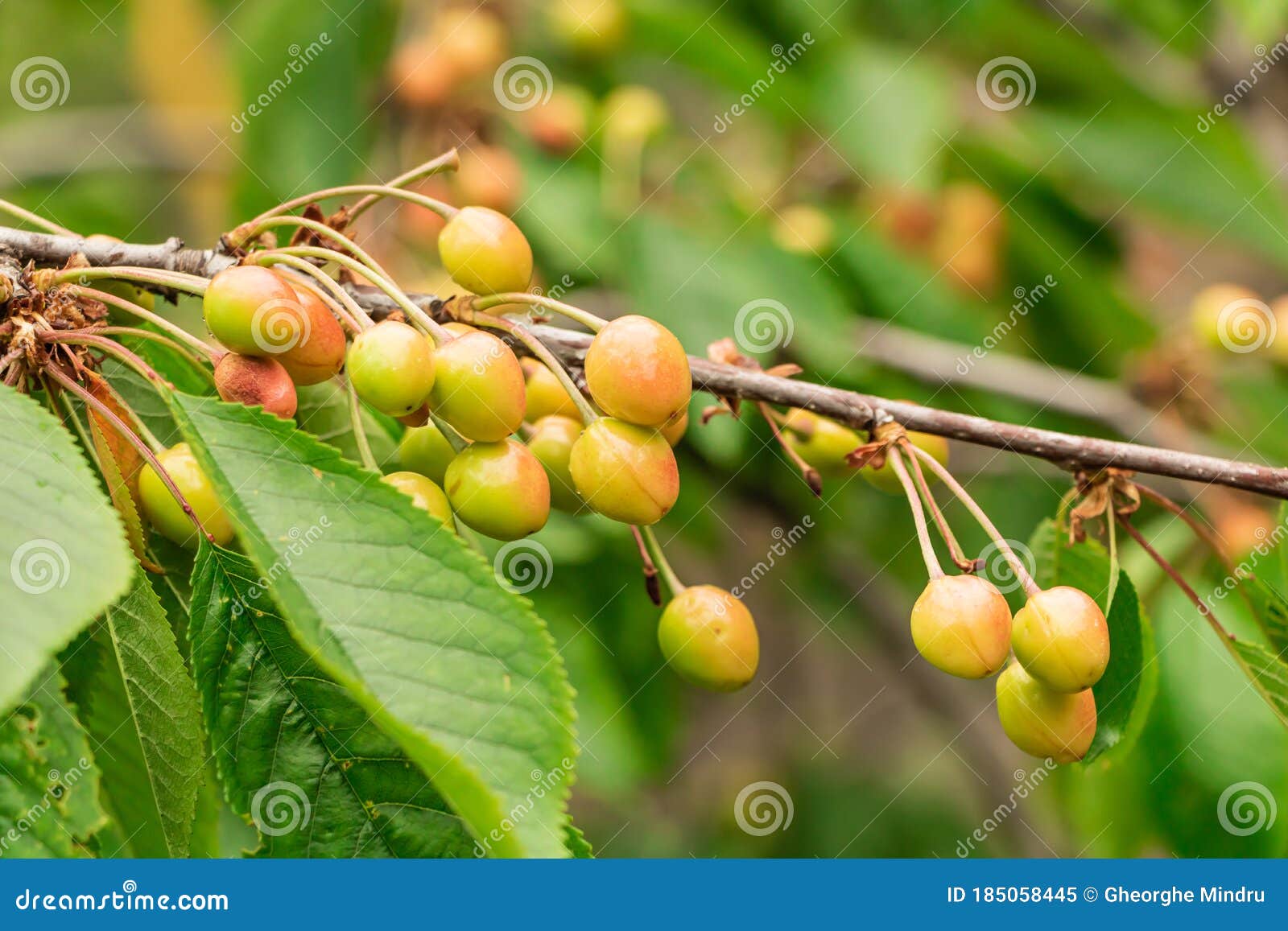 Cherries in the Tree in the Process of Ripening Stock Image - Image of ...
