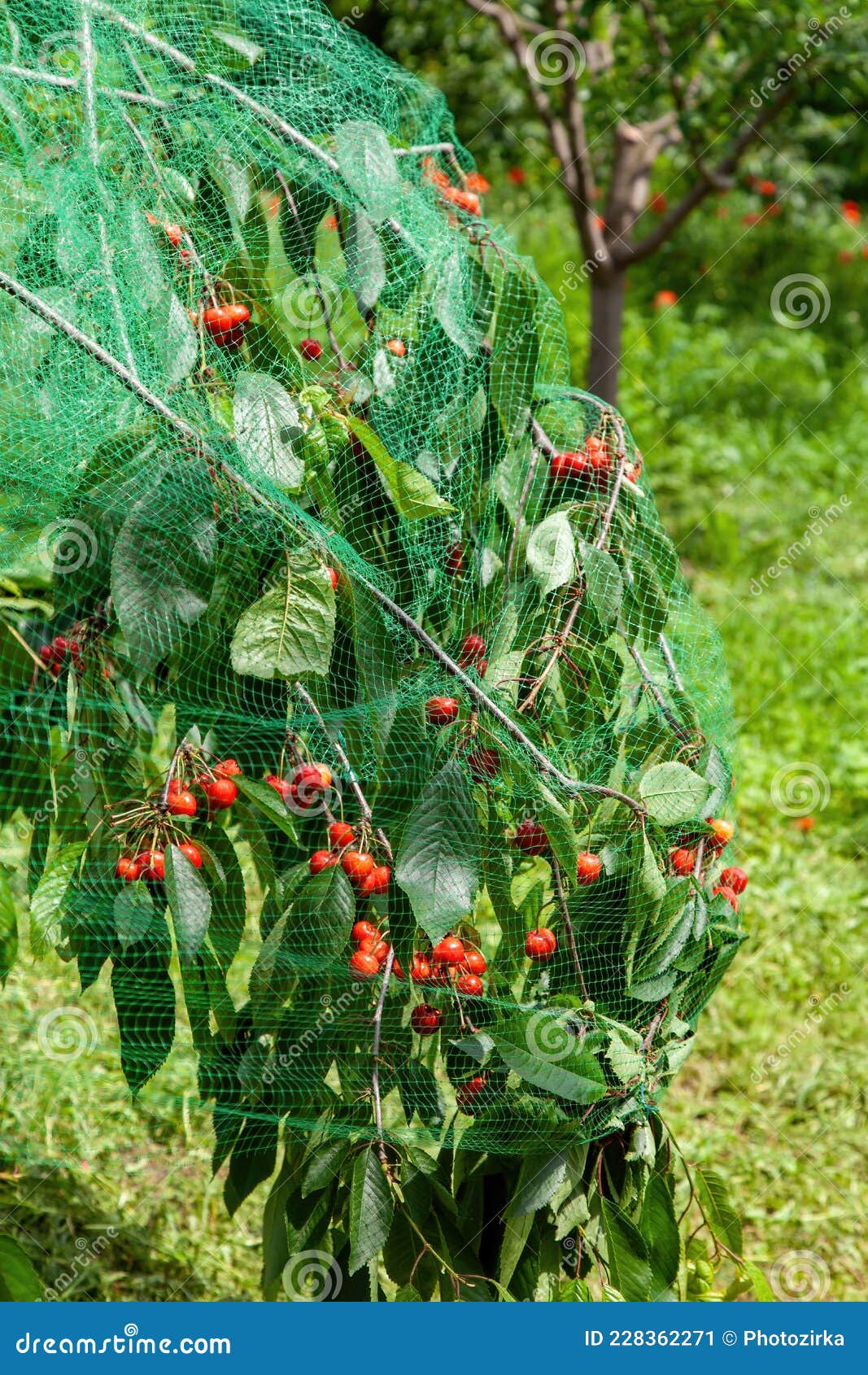 Cherries on the Tree with Protective Netting To Keep Birds Stock Image ...