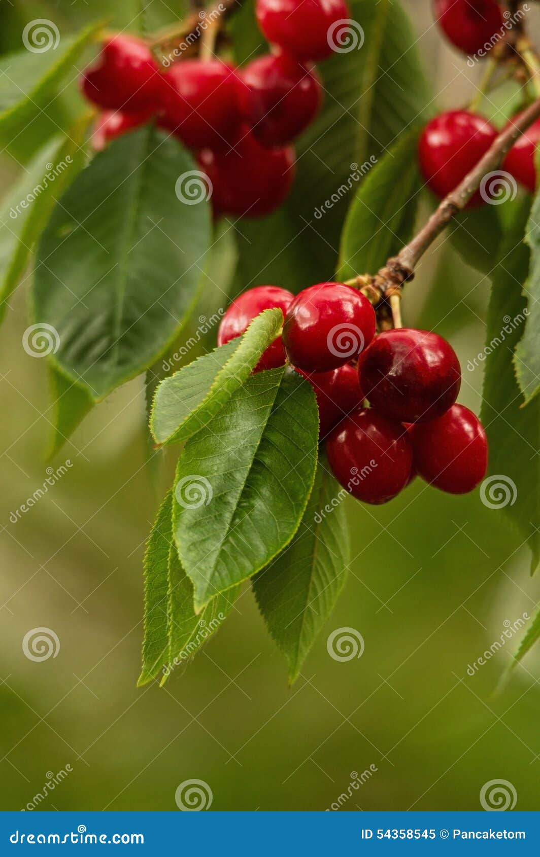Cherries on Tree stock image. Image of tree, tasty, healthy - 54358545
